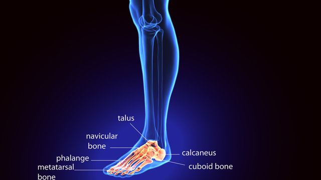 Fibia Bilder – Durchsuchen 14,606 Archivfotos, Vektorgrafiken und ...