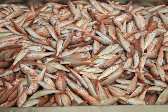 "Totes Tier" Billeder – Gennemse 229 stockfotos, vektorer og videoer ...