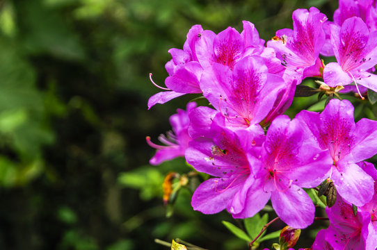 Azalea Bilder – Durchsuchen 67,835 Archivfotos, Vektorgrafiken und ...