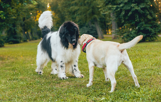 รูปภาพWorkhorse – เลือกดูภาพถ่ายสต็อก เวกเตอร์ และวิดีโอ2,044 | Adobe Stock