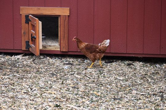 Koop Images – Browse 86 Stock Photos, Vectors, and Video | Adobe Stock