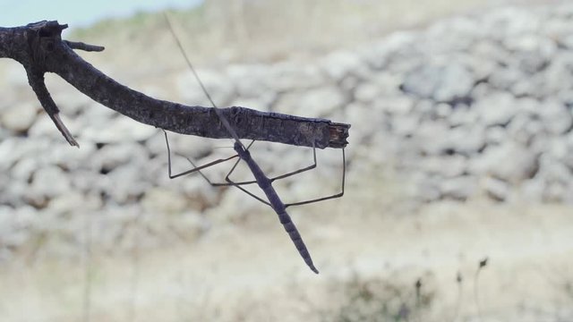 รูปภาพStick-Bug – เลือกดูภาพถ่ายสต็อก เวกเตอร์ และวิดีโอ257 | Adobe Stock