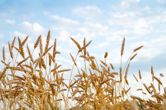 Hartweizen Bilder – Durchsuchen 51,655 Archivfotos, Vektorgrafiken und ...