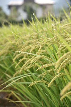 「Raice」の写真素材 | 29件の無料イラスト画像 | Adobe Stock