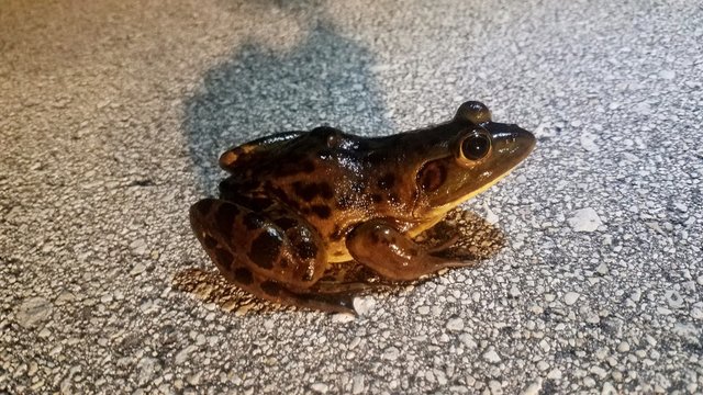 "Pig Frog" Images – Browse 73 Stock Photos, Vectors, and Video | Adobe ...