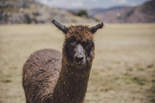 Baby-Ziege-Bilder: Stock-Fotos & -Videos. | Adobe Stock