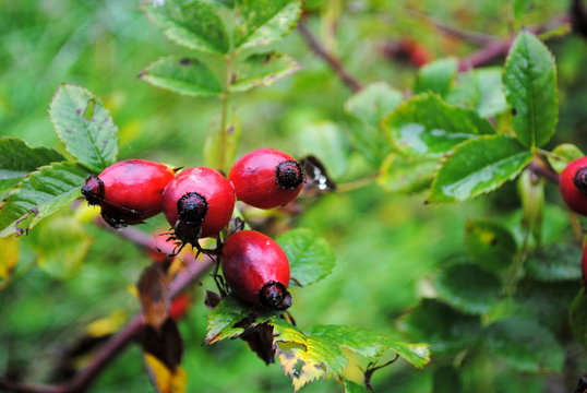 รูปภาพHiffen – เลือกดูภาพถ่ายสต็อก เวกเตอร์ และวิดีโอ326 | Adobe Stock