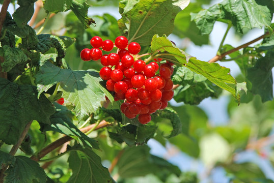 รูปภาพArrowwood – เลือกดูภาพถ่ายสต็อก เวกเตอร์ และวิดีโอ2,632 | Adobe Stock