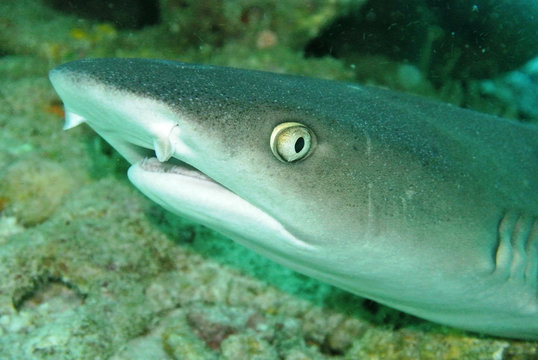 รูปภาพRiffhai – เลือกดูภาพถ่ายสต็อก เวกเตอร์ และวิดีโอ338 | Adobe Stock