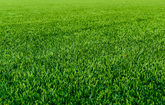 Texture Erba Images – Browse 3,716 Stock Photos, Vectors, and Video ...