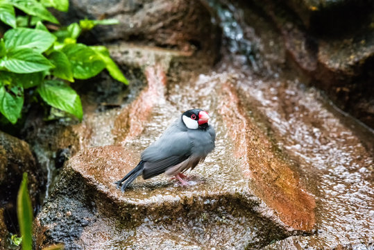"Java Sparrow" Images – Browse 2,892 Stock Photos, Vectors, and Video ...