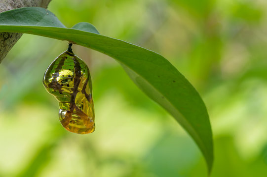 Chrysalis Images – Browse 29,205 Stock Photos, Vectors, and Video ...