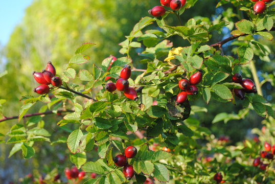 Nypon Images – Browse 38 Stock Photos, Vectors, and Video | Adobe Stock