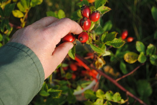 รูปภาพHiffen – เลือกดูภาพถ่ายสต็อก เวกเตอร์ และวิดีโอ326 | Adobe Stock