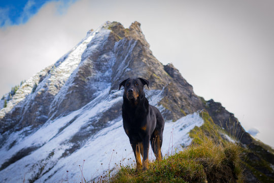 รูปภาพCrochu – เลือกดูภาพถ่ายสต็อก เวกเตอร์ และวิดีโอ403 | Adobe Stock