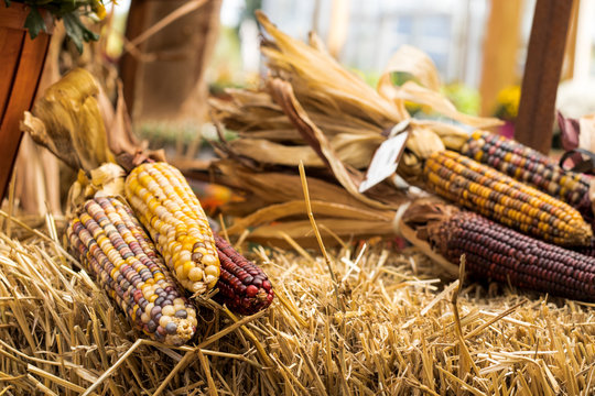 "Bundle Of Hay" Images – Browse 80 Stock Photos, Vectors, and Video ...