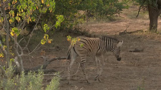Equidea Bilder – Durchsuchen 43 Archivfotos, Vektorgrafiken und Videos ...