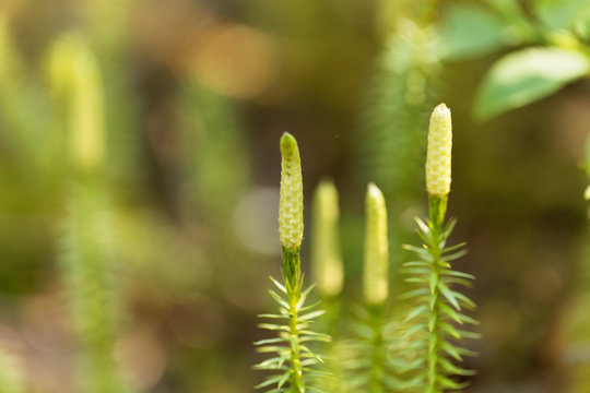 รูปภาพLycopodium – เลือกดูภาพถ่ายสต็อก เวกเตอร์ และวิดีโอ815 | Adobe Stock