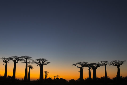 Imagens de Embondeiro – Explore Fotografias do Stock, Vetores e Vídeos ...