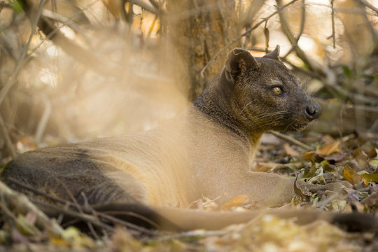 Eupleridae Bilder – Durchsuchen 164 Archivfotos, Vektorgrafiken und ...
