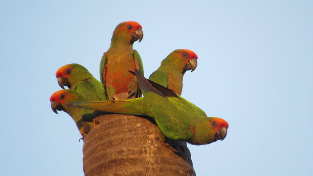Imagens de Maritaca – Explore Fotografias do Stock, Vetores e Vídeos de ...