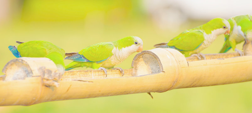 Cocota Images – Browse 42 Stock Photos, Vectors, and Video | Adobe Stock