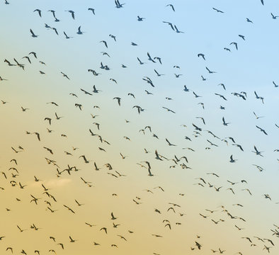 "Birds Flock" Images – Browse 1,075 Stock Photos, Vectors, and Video ...