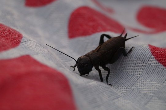 Grillons Images – Browse 42 Stock Photos, Vectors, and Video | Adobe Stock