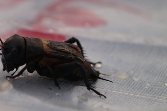 Grillons Images – Browse 42 Stock Photos, Vectors, and Video | Adobe Stock