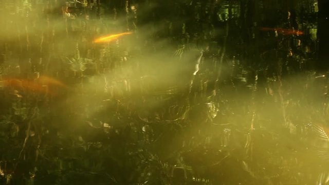 Gurami Bilder – Durchsuchen 116 Archivfotos, Vektorgrafiken und Videos ...