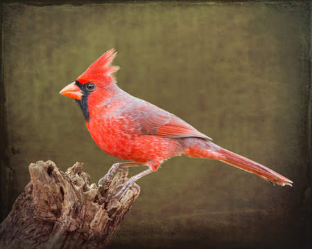"Northern Cardinal" Images – Browse 42,577 Stock Photos, Vectors, and ...