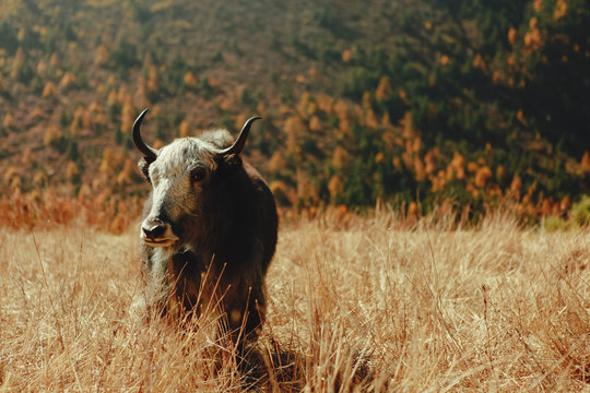 รูปภาพOx – เลือกดูภาพถ่ายสต็อก เวกเตอร์ และวิดีโอ3,214,257 | Adobe Stock