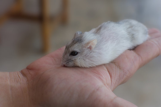 Winter White Hamster Color Change