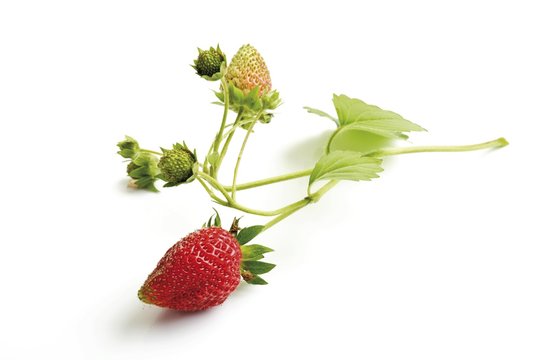 Ripely Bilder – Durchsuchen 92 Archivfotos, Vektorgrafiken und Videos ...