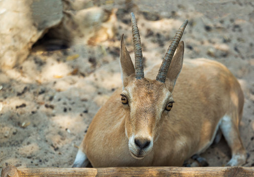 Yael Images – Browse 47 Stock Photos, Vectors, and Video | Adobe Stock