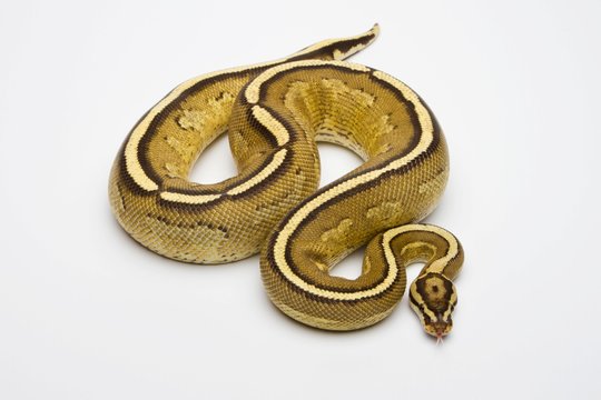 「Pythoninae」の画像 - 88 件の Stock 写真、ベクターおよびビデオ | Adobe Stock