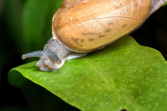 รูปภาพSnall – เลือกดูภาพถ่ายสต็อก เวกเตอร์ และวิดีโอ123 | Adobe Stock
