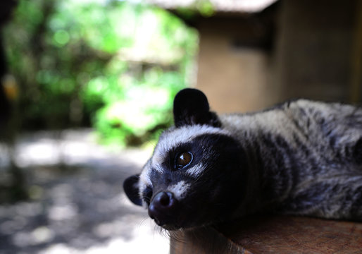Civet