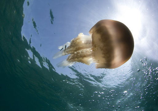 Celenterati-Bilder: Stock-Fotos & -Videos. | Adobe Stock