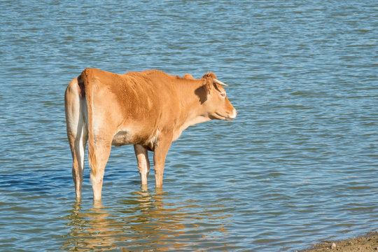 「Retinta」の画像 - 21 件の Stock 写真、ベクターおよびビデオ | Adobe Stock