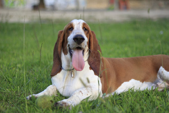 "Happy Basset" Images – Browse 28 Stock Photos, Vectors, and Video ...