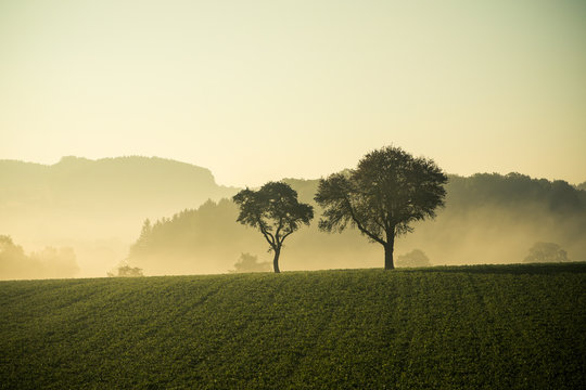 ร ปภาพ Baum เล อกด ภาพถ ายสต อก เวกเตอร และว ด โอ1 634 852 Adobe Stock