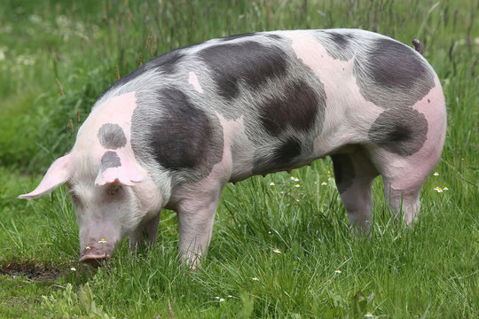 Pietrain Boar