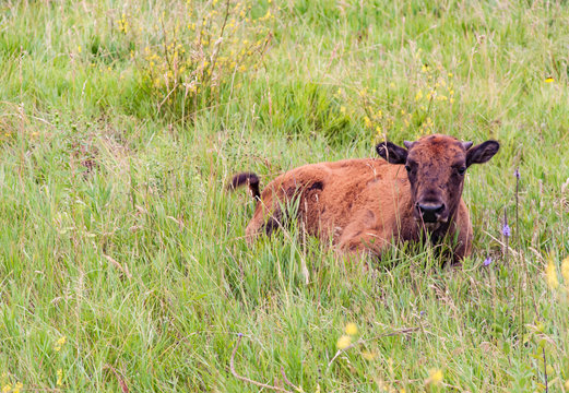 รูปภาพTatanka – เลือกดูภาพถ่ายสต็อก เวกเตอร์ และวิดีโอ444 | Adobe Stock