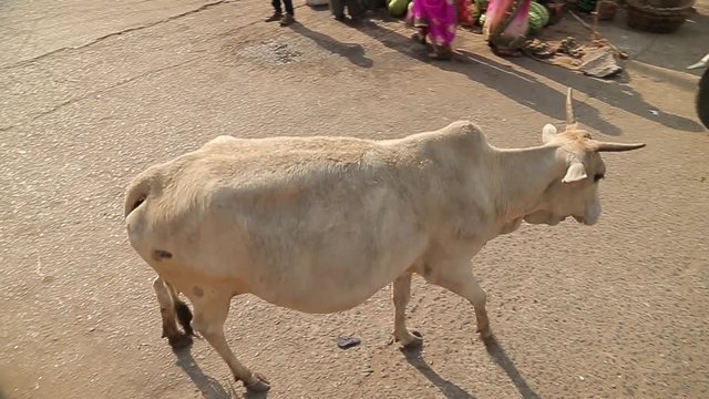 "Thin Cow" Images – Browse 10 Stock Photos, Vectors, and Video | Adobe ...