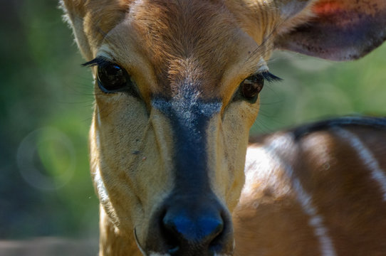 Njala Images – Browse 23 Stock Photos, Vectors, and Video | Adobe Stock