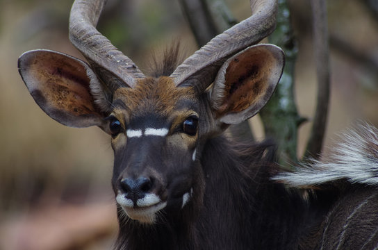 Njala Images – Browse 15 Stock Photos, Vectors, and Video | Adobe Stock