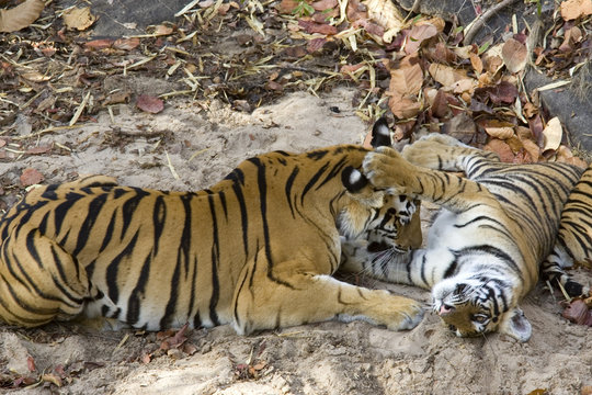 Koenigstiger-Bilder: Stock-Fotos & -Videos. | Adobe Stock