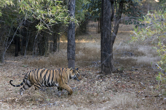 Koenigstiger-Bilder: Stock-Fotos & -Videos. | Adobe Stock