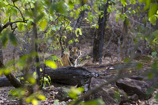 Koenigstiger-Bilder: Stock-Fotos & -Videos. | Adobe Stock